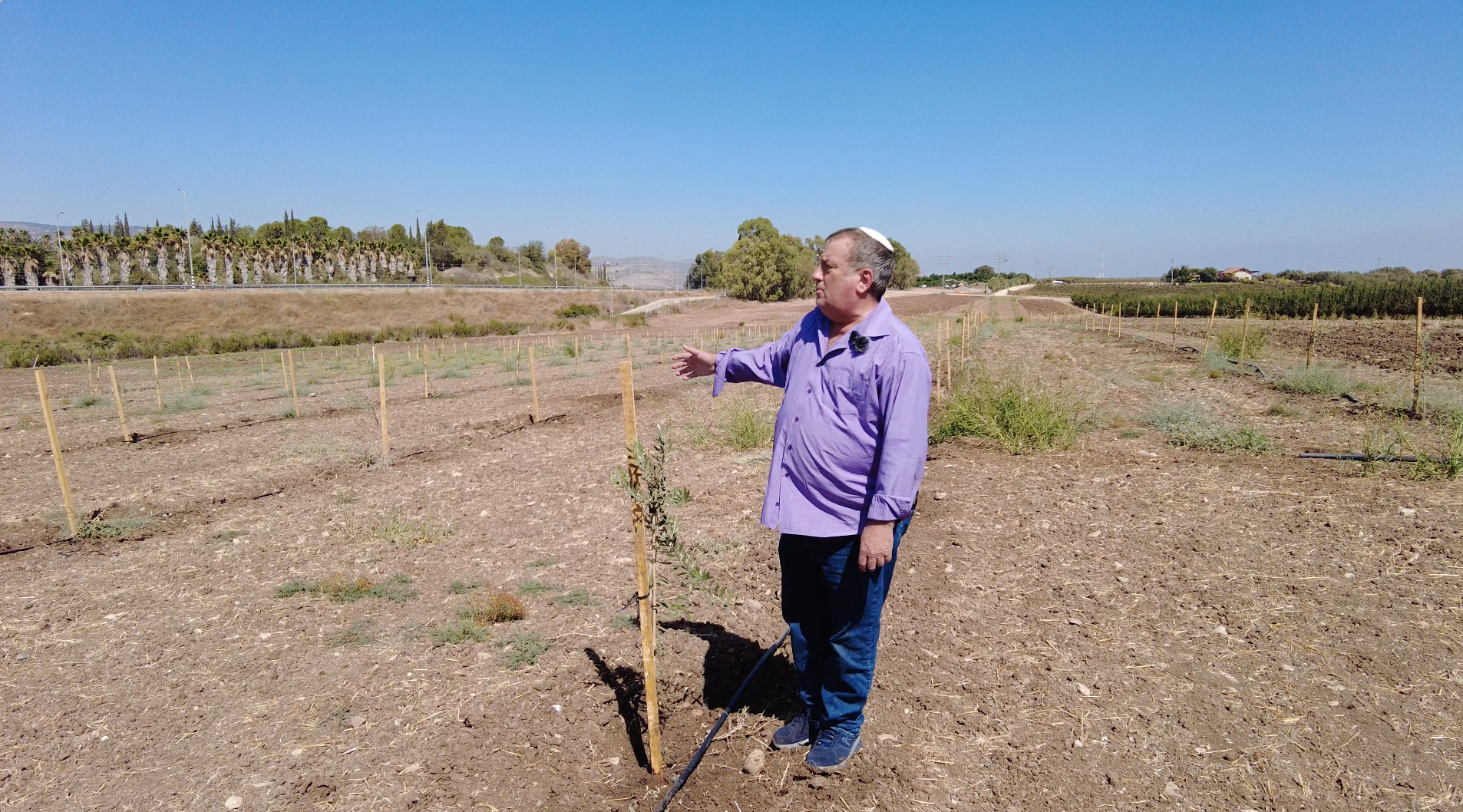 1 dunam of Agriculture Land with olive trees - Buy a Piece of Israel