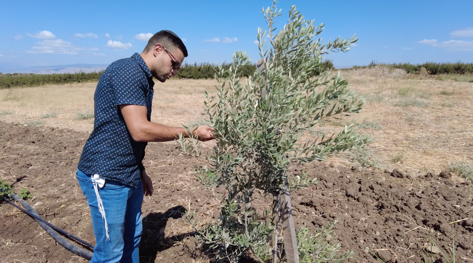1 dunam of Agriculture Land with olive trees - Buy a Piece of Israel